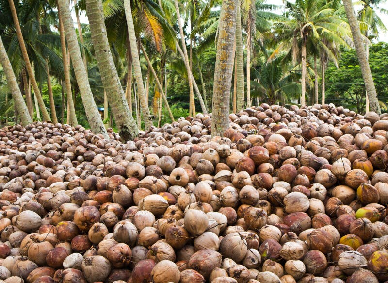 Noix De Coco Sur Un Cocotier Photo stock - Image du exotique, groupe ...