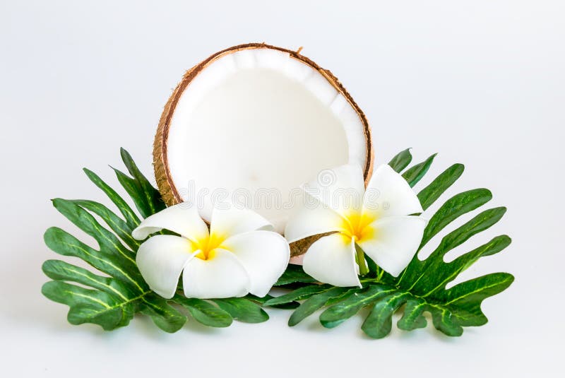 Fleur D'arbre De Noix De Coco D'isolement, Spadix Image stock - Image ...