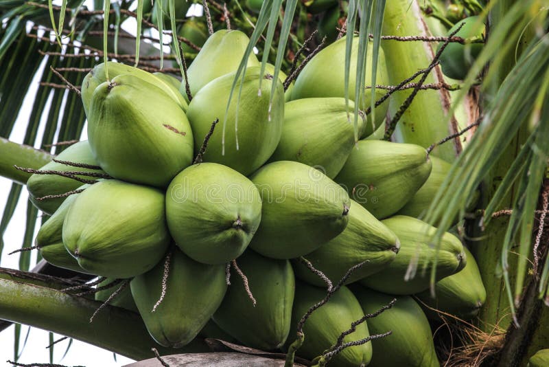 Arbre De Noix De Coco Au Sri Lanka Photo stock - Image du avion, arbre ...