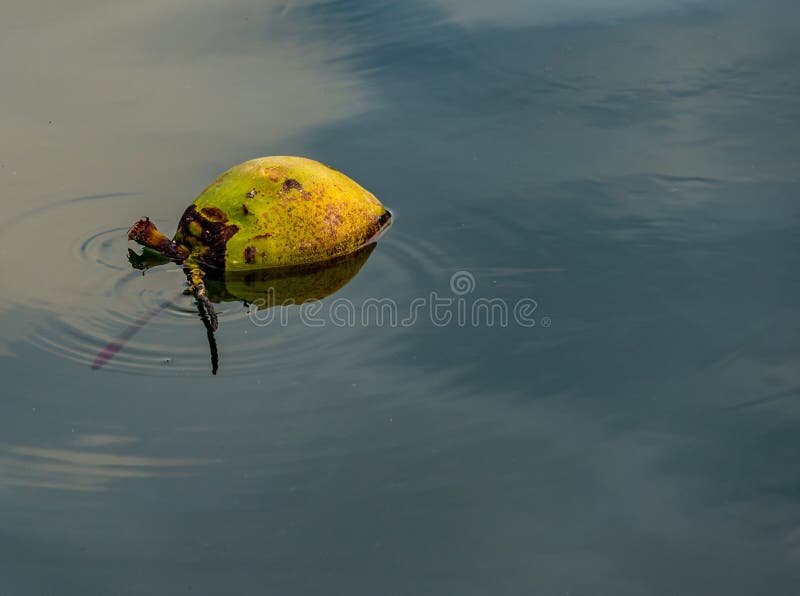 Noix de coco de flottement image stock. Image du toujours - 94446201