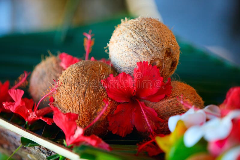 Noix De Coco Et Fleurs De Ketmie Photo stock - Image du horizontal ...