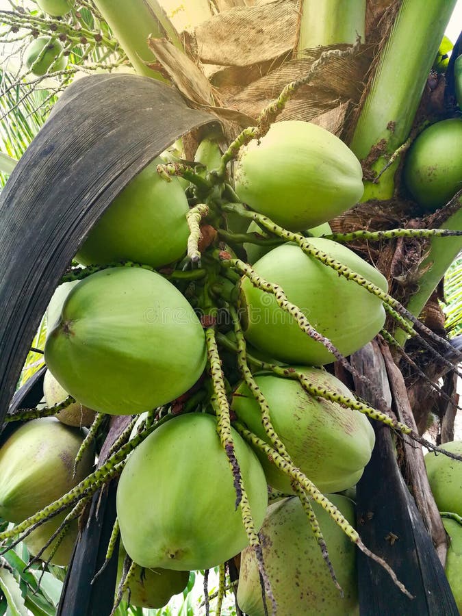 Arbre de noix de coco image stock. Image du noix, doux - 68945443