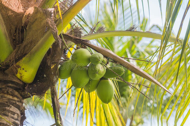 Noix de coco sur l'arbre photo stock. Image du arbre - 93528364