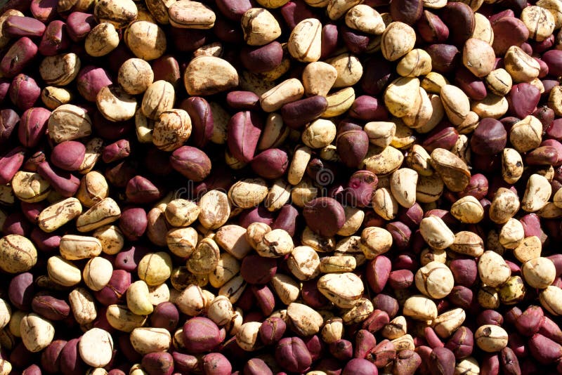 Noix de cola (kola). image stock. Image du course, normal - 21232463