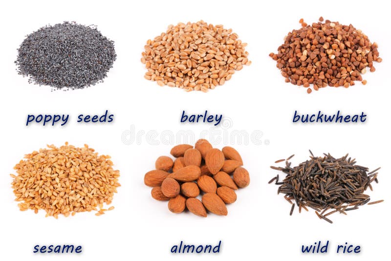 Noix et graines photo stock. Image du actif, sauvage - 24288674