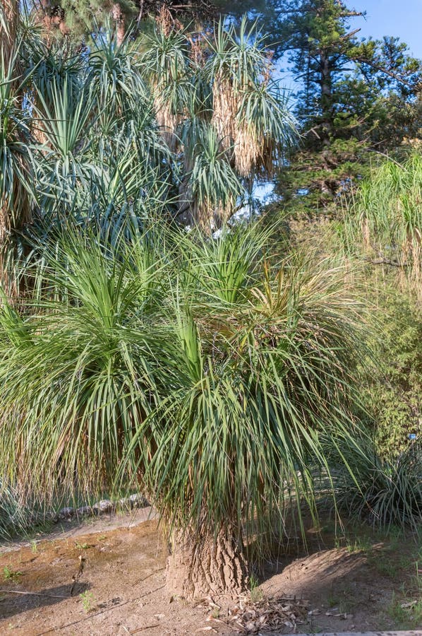 Nolina Longifolia Native from Mexico Stock Photo - Image of park ...