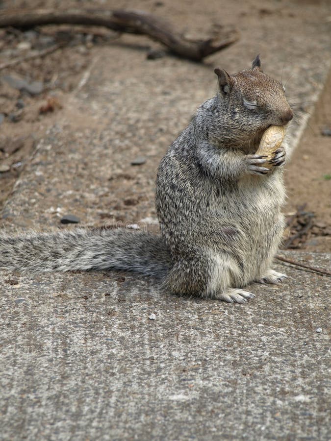 Nom Nom Nom stock image. Image of closed, beecheyi, upright - 15148049