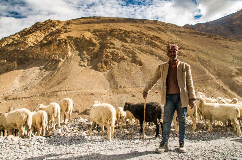 Nomad and His Sheep editorial photography. Image of farm - 82397457