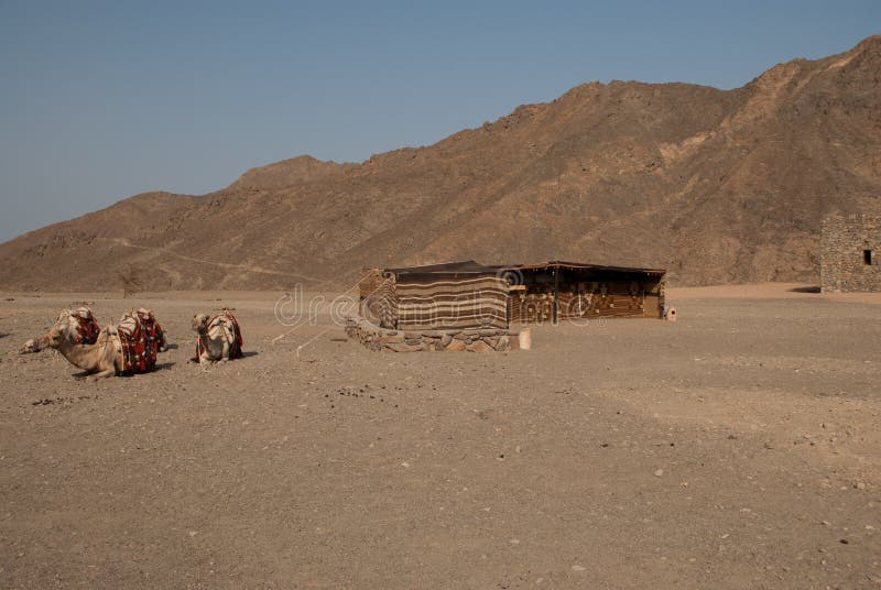 Nomad Tent and Camel in Desert Stock Image - Image of nomad, egypt ...