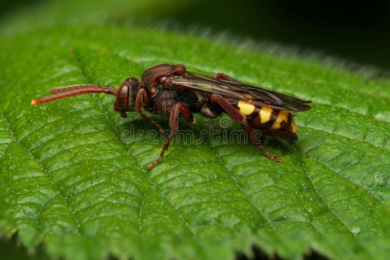 Nomada Flava Insect on a Green Leaf Stock Photo - Image of insecta ...