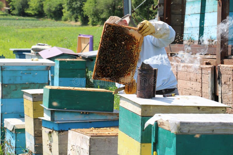 Nomadic Apiary and Beekeeper Stock Photo - Image of hive, vehicle ...