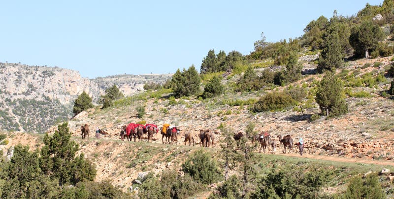 Nomadic people stock image. Image of leadership, pasture - 188789559