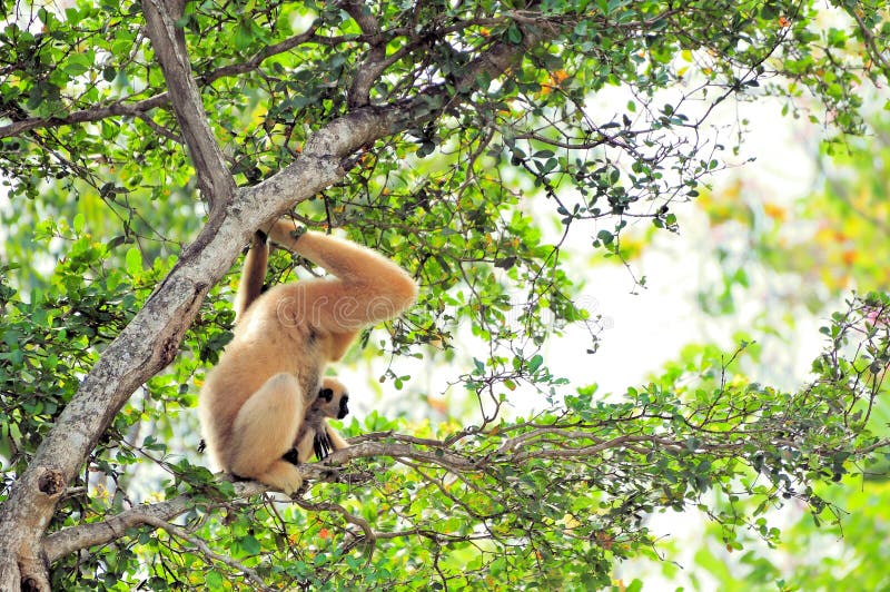 Nomascus, Singe De Gibbon Avec Des Jeunes Photo stock - Image of ...