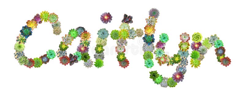 Nome succulente Caitlyn illustrazione di stock. Illustrazione di ...