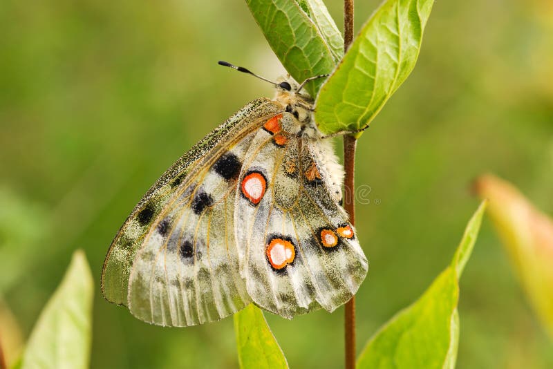 Nomion butterfly stock photo. Image of villous, nature - 7640978