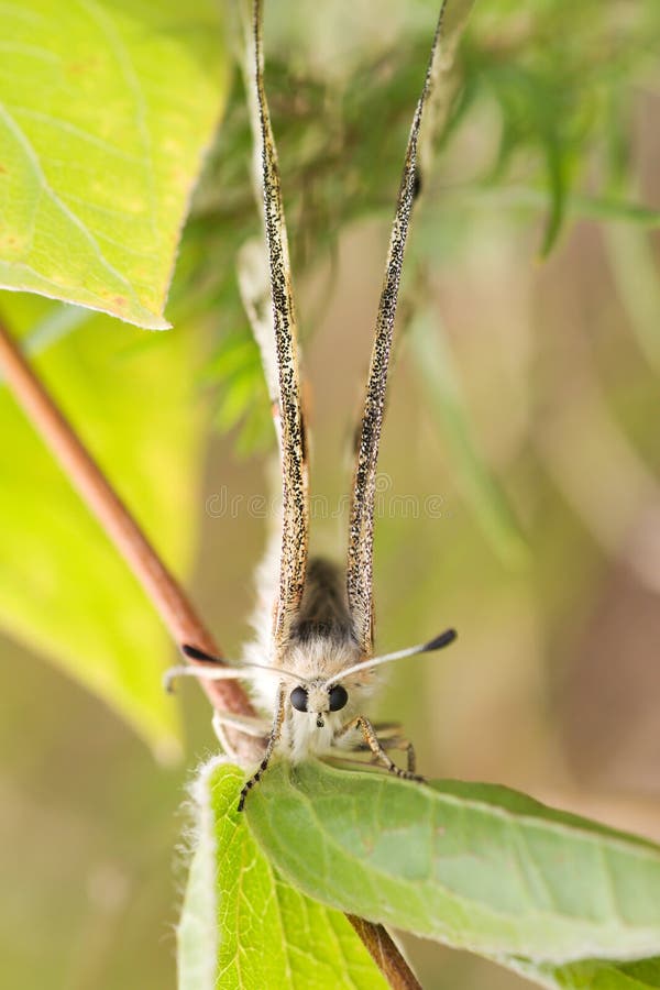 Nomion butterfly stock photo. Image of color, butterfly - 7853554