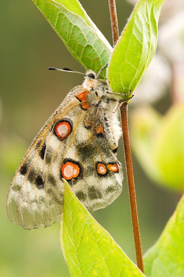 Nomion butterfly stock photo. Image of antenna, spot, parnassius - 8727376