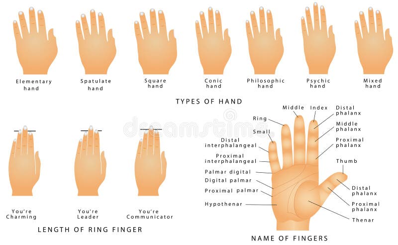 Noms Communs Pour Des Doigts De Main Illustration de Vecteur ...