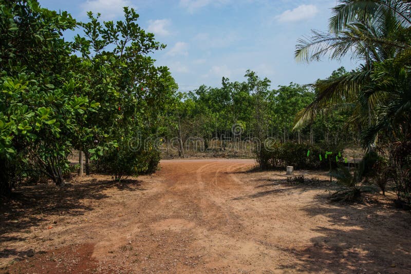 Non-asphalt Road To the Forest. Stock Photo - Image of herb, absence ...