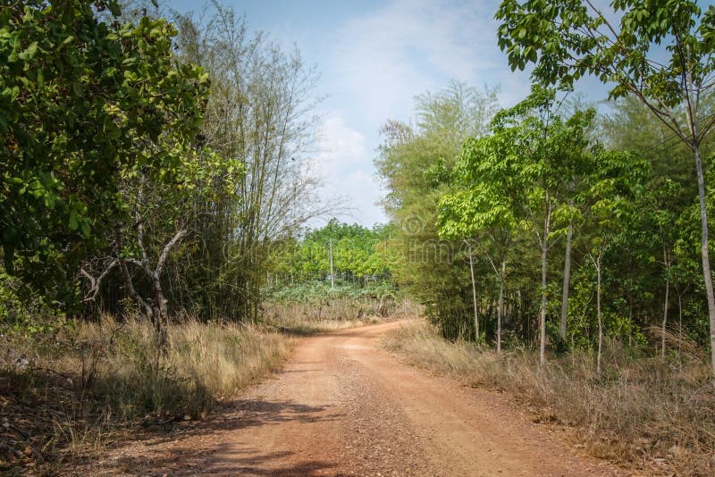 Non-asphalt Road To the Forest. Stock Image - Image of alone, grunge ...