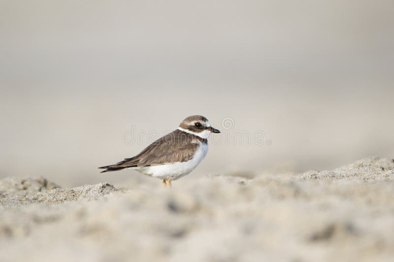 Non-breeding Snowy Plover is Standing on the Sandy Beach in Tropics ...
