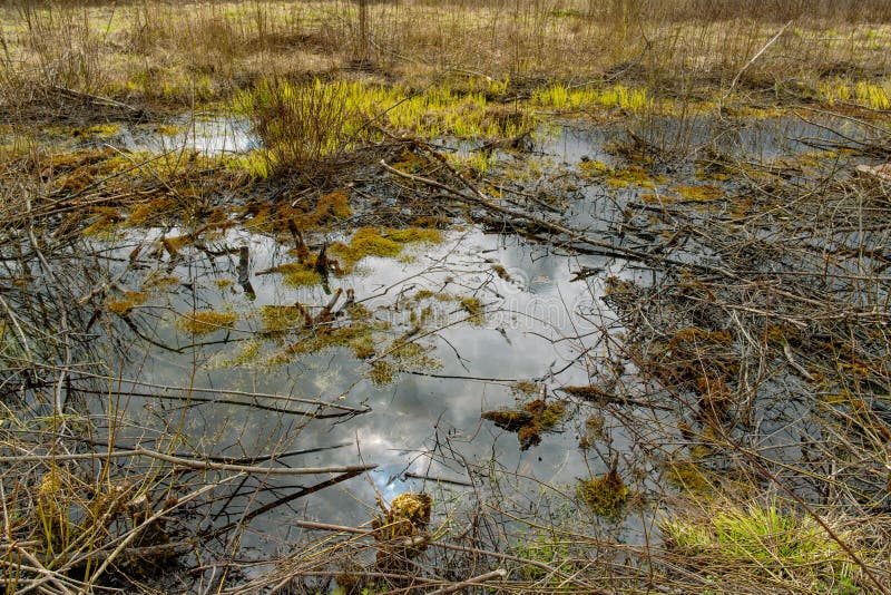 Abandoned Fields Turned into Swamp. Stock Photo - Image of cultivated ...