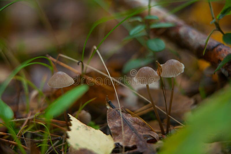 Non Edible Forest Mushroom Growing in Forest Stock Image - Image of ...