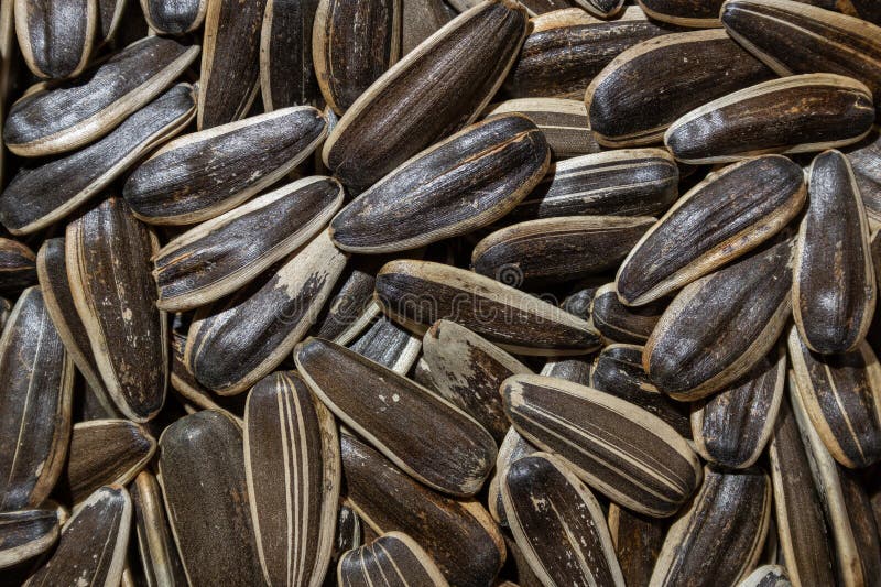 Non Salty Roasted Sunflower Seeds in Shell Stock Image - Image of small ...