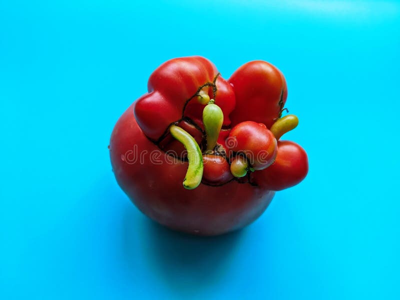 A Non-standard Tomato by Its Nature, Red, Ribbed, with a Process at the ...