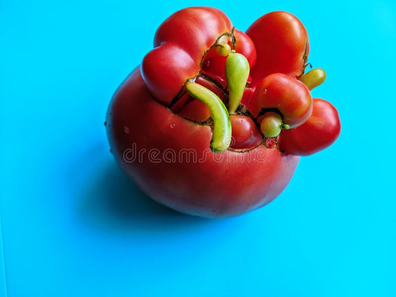 A Non-standard Tomato by Its Nature, Red, Ribbed, with a Process at the ...