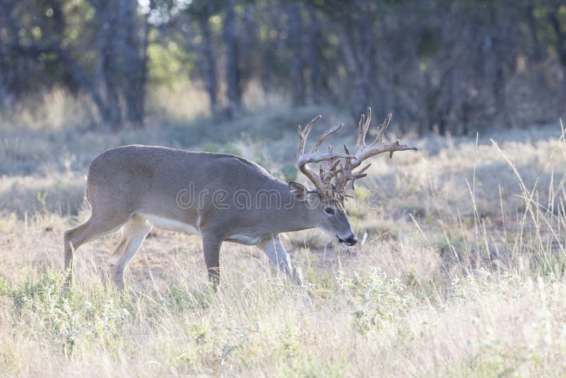 Whitetail Deer Buck Bedded Down Fall Rut Stock Image - Image of hunting ...