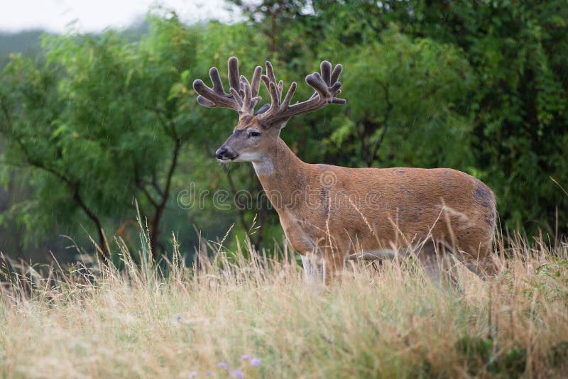 Extra Wide Racked Whitetail Buck On Trail Of Doe Stock Photo - Image of ...