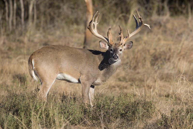 Non Typical Whitetail Buck in Texas Stock Image - Image of mammals ...
