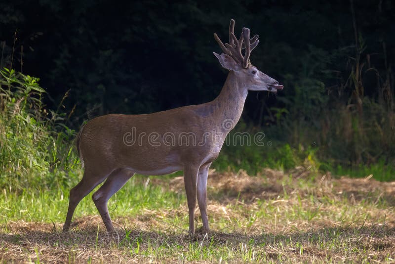 Non typical whitetail deer stock photo. Image of whitetail - 253001088