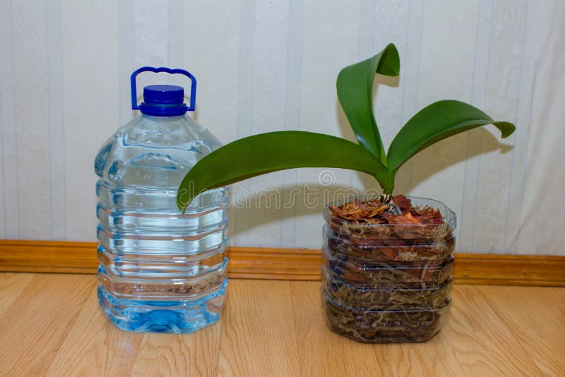 Non-waste Pot for Orchid Flower from Plastic Water Bottle Stock Image ...