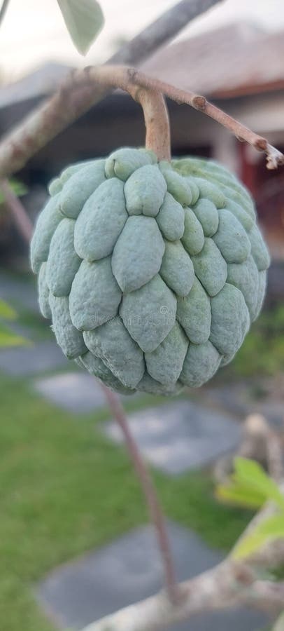 Nona Fruit at the Afternoon Stock Image - Image of foody, nona: 318341651