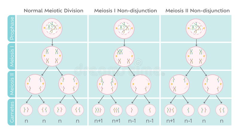 Nondisjunction Forms Stock Illustrations – 1 Nondisjunction Forms Stock ...