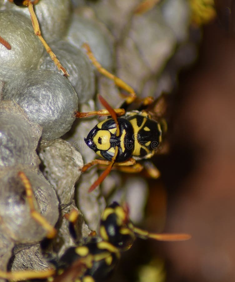 foto de stock. Imagem de quitina, externo, alveolado - 156414548