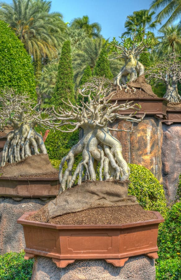 Nong Nooch Tropical Park stock image. Image of palm, garden - 38858165