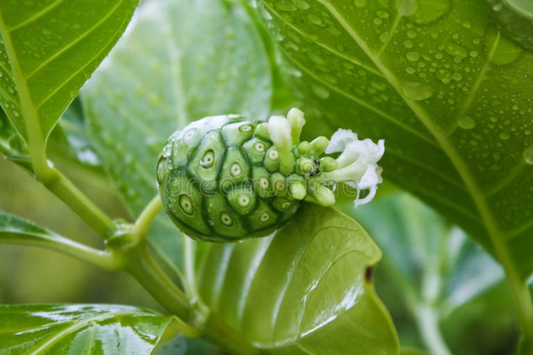 Noni stock photo. Image of flower, hanging, fruit, caribbean - 22398310