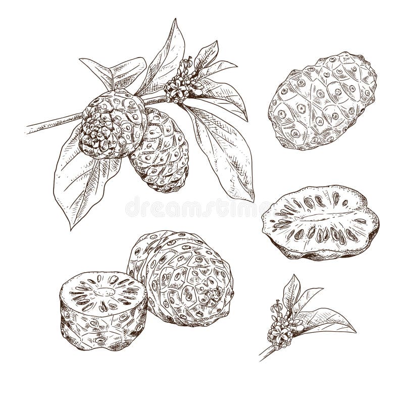 Hand Drawn Noni. Set Sketches with Cut Noni, Branch and Flower Stock ...