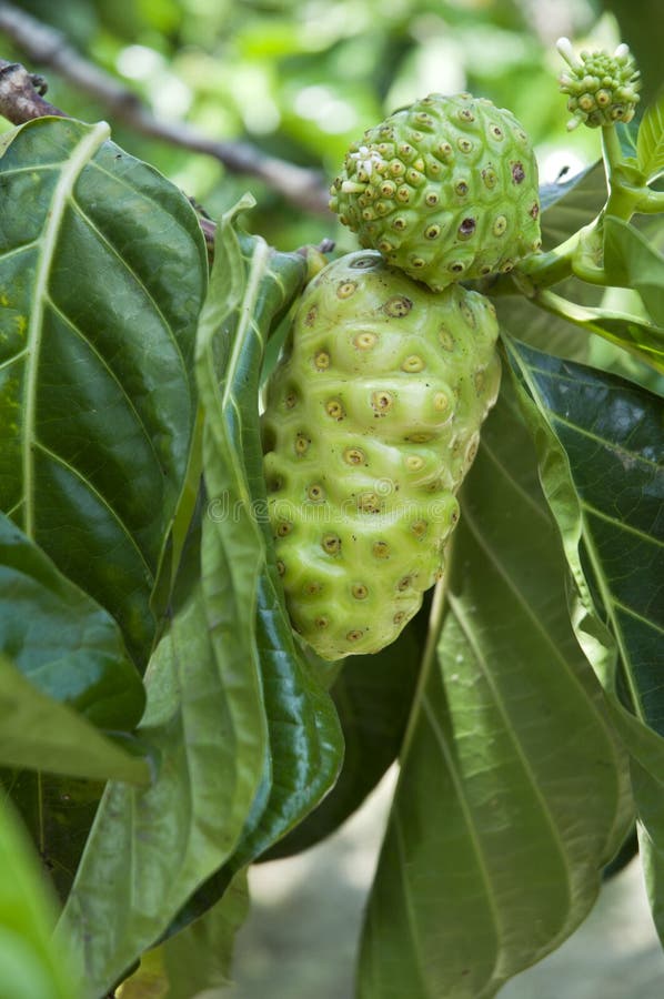 Noni Fruit with flowers stock photo. Image of prevention - 25250322