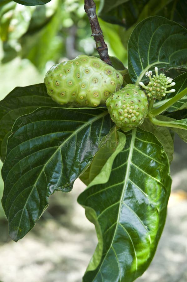 Árbol de Noni foto de archivo. Imagen de tropical, hoja - 35148864