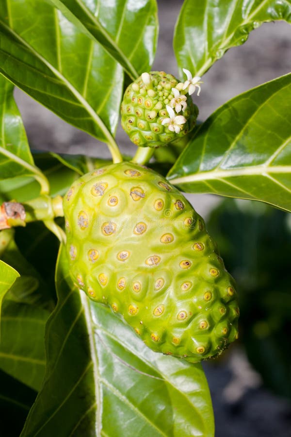 Noni Fruit stock image. Image of citrifolia, noni, leaves - 5133343