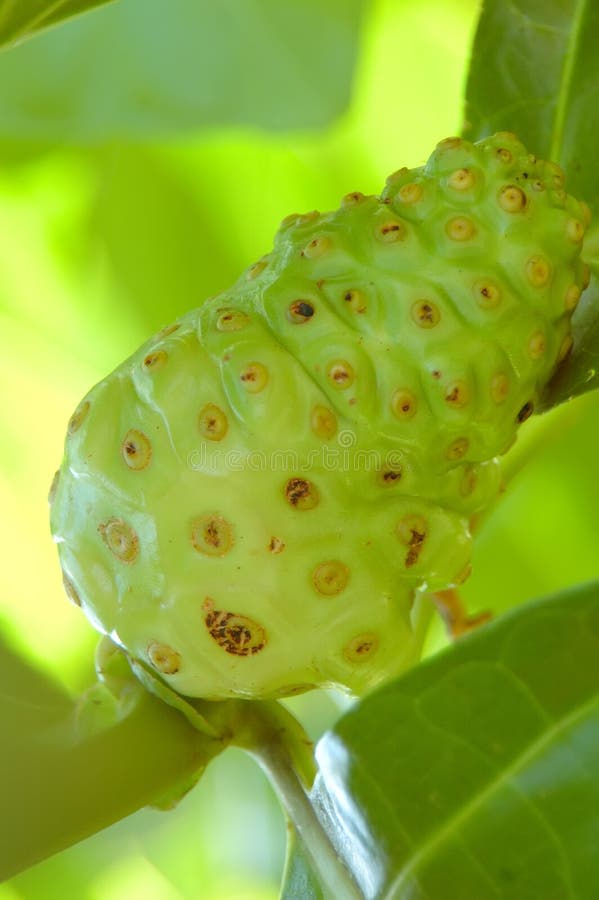Noni stock image. Image of nutritional, nature, tahiti - 3552679