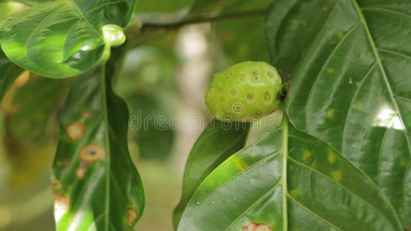 Noni Berry on a Tree in Malaysia Stock Footage - Video of forest, plant ...