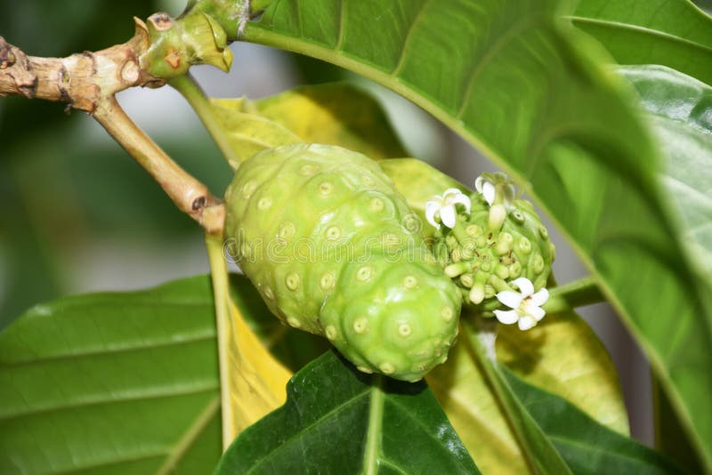 Noni on a Blurred Green Background Stock Photo - Image of morinda ...