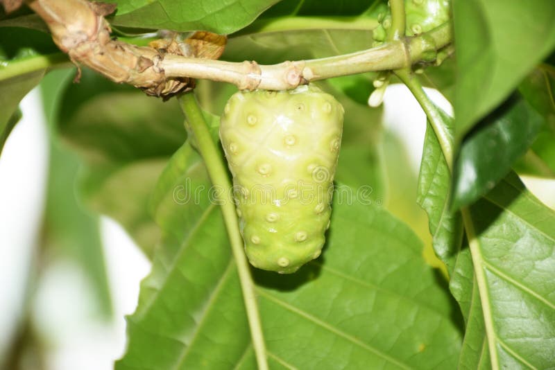 Noni on a Blurred Green Background Stock Image - Image of blur, morinda ...