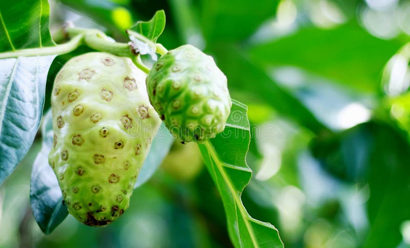 Noni or cheese fruit stock image. Image of citrifolia - 161823509