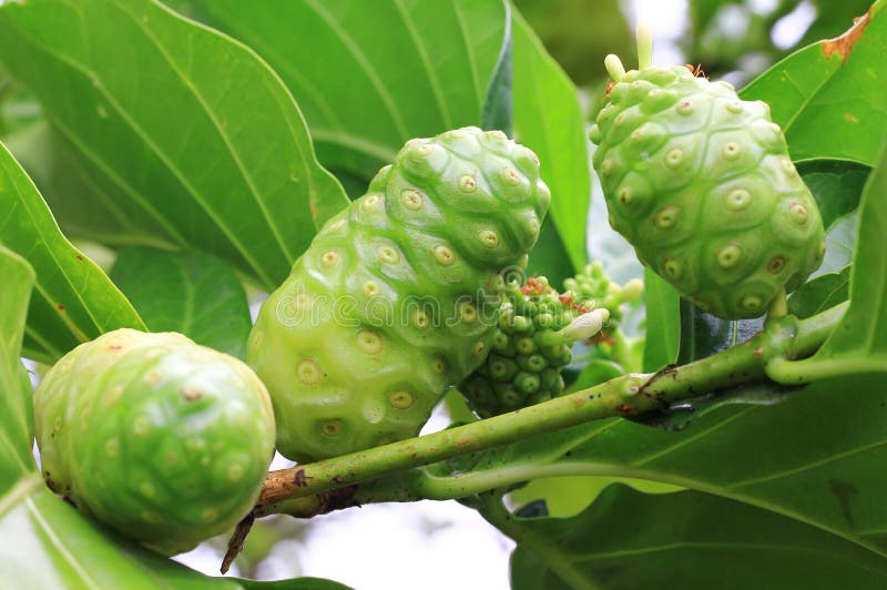 Noni frui stock photo. Image of alternative, ingredient - 26996168